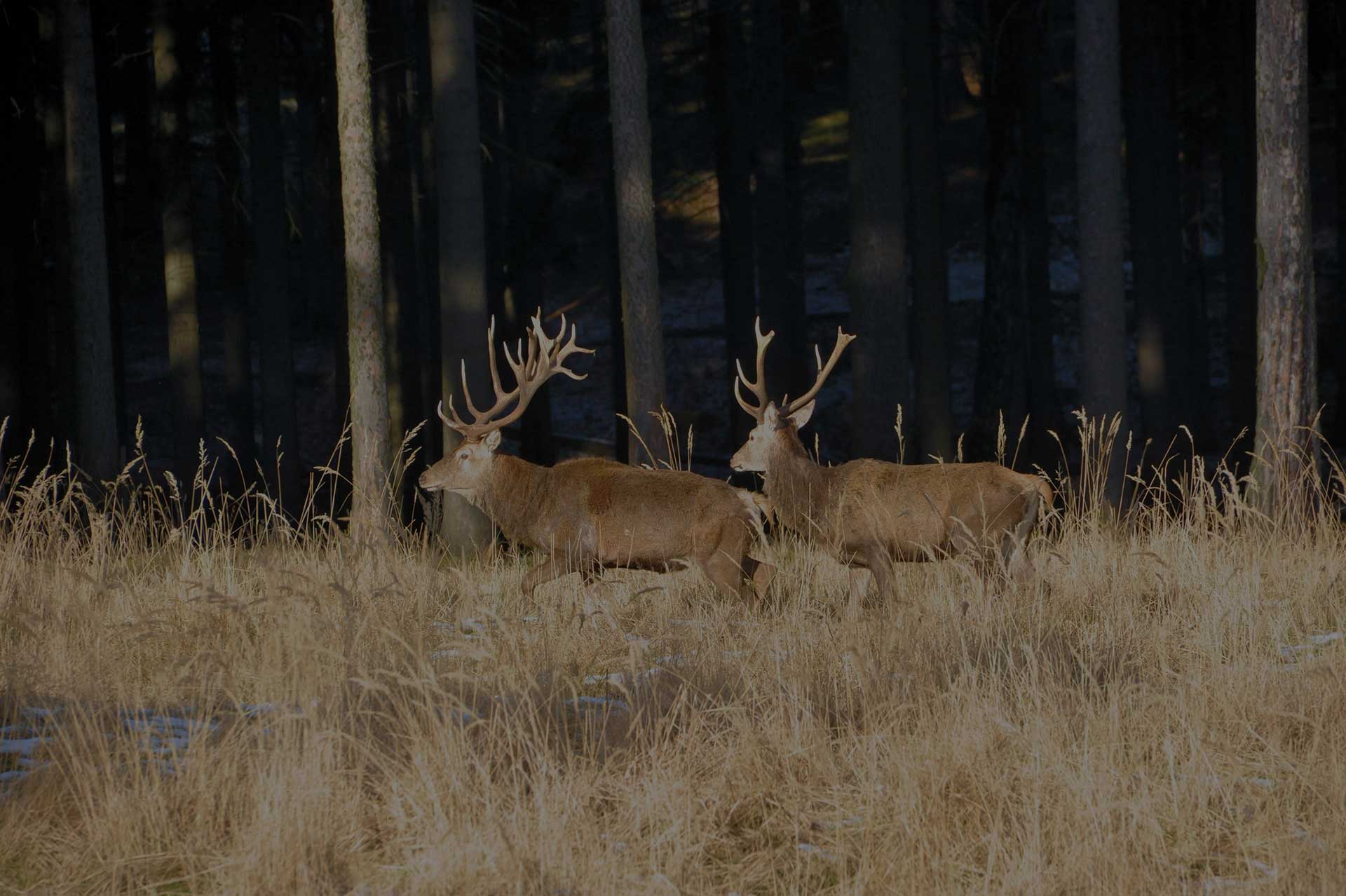 Jagd auf Dam- und Rotwild - JÄGER Prime